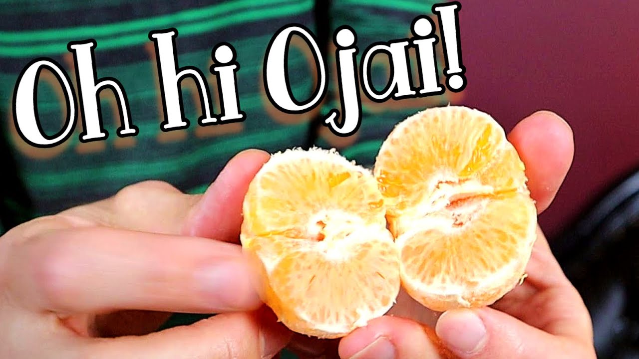 Ojai Pixie - The Champagne of Mandarins - Weird Fruit Explorer