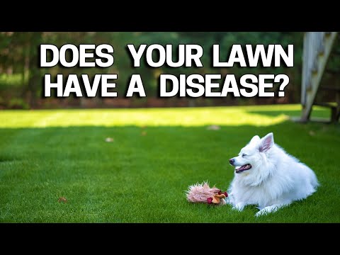 Why is my grass BROWN? Does it have a disease?