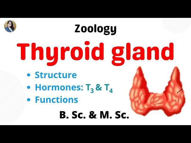 Understanding the Thyroid Gland: Its Structure, Hormones, and Functions ...