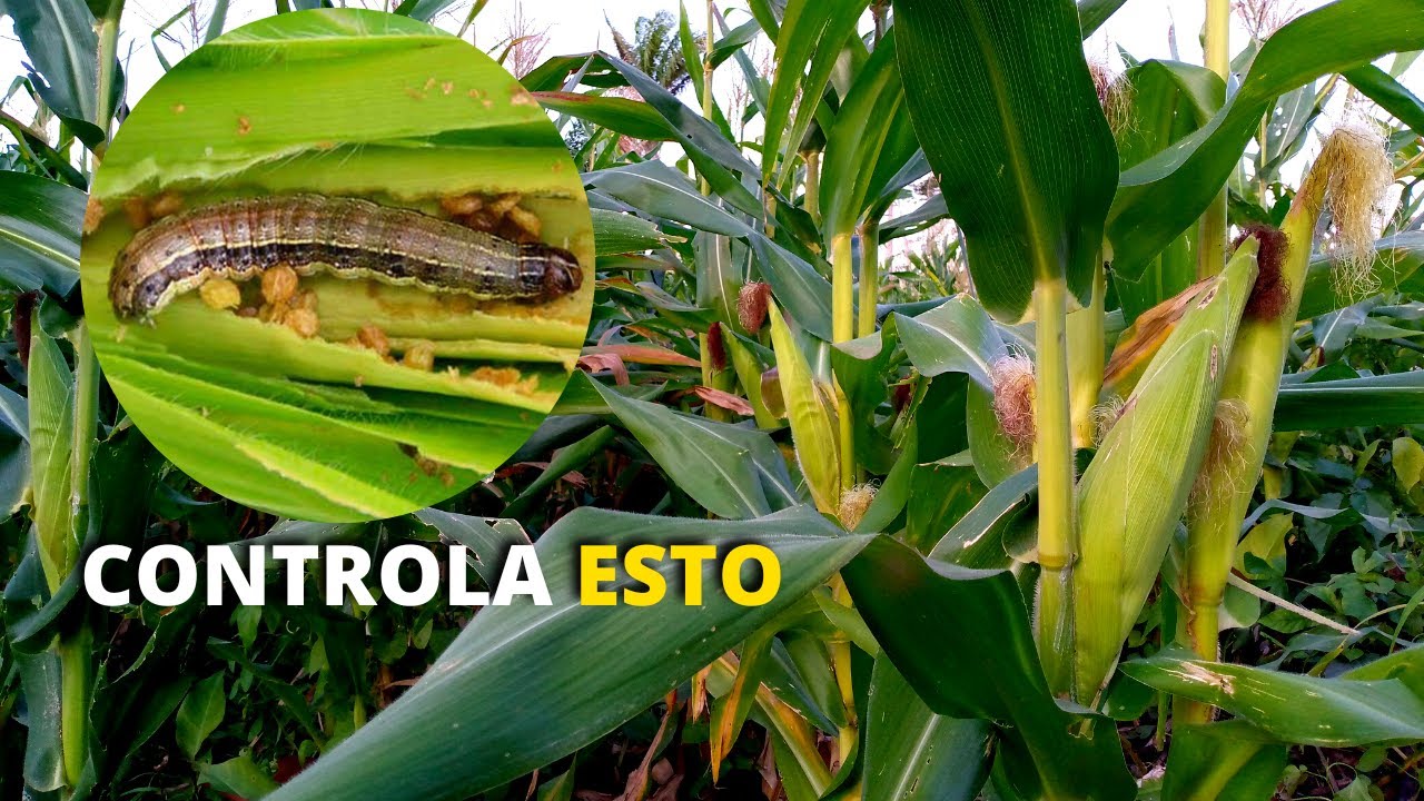 LAS 3 PRINCIPALES PLAGAS DEL MAÍZ Y SU CONTROL - insectos del maíz