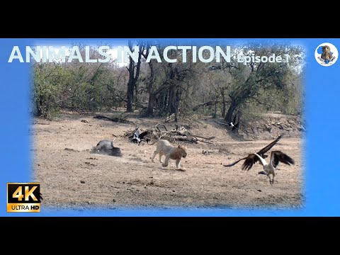 Animals in Action Episode 1