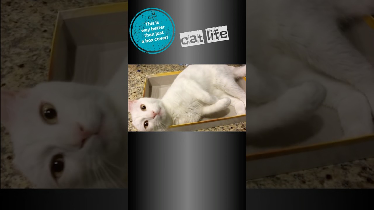 Cat Life | Puzzle box cover?