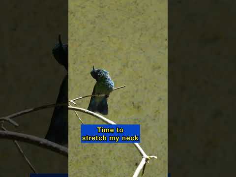 This Crazy Costa Rican Hummingbird has his own dance moves