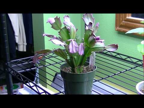 Flower Power