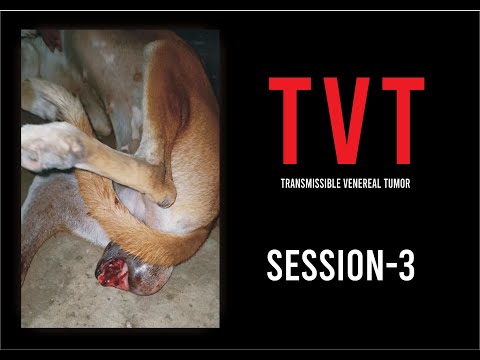 Chemotherapy to a Street dog with TVT