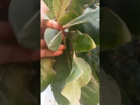 what the plant โ๏ธโ๏ธ you know that this name ๐ฎ๐ฎ๐ณ