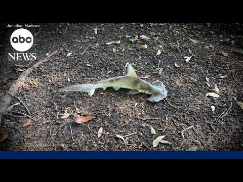 Hammerhead shark falls from sky onto South Carolina disc golf course