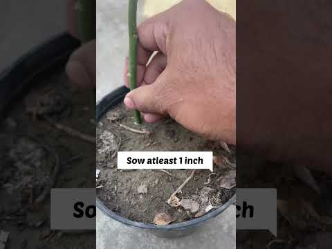 Best time to grow the Devil’s backbone with cutting #devil #grow #good