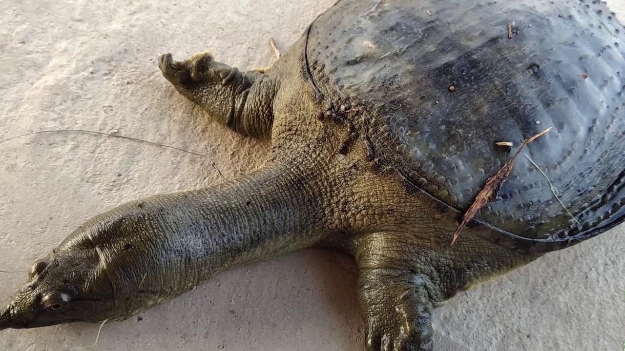 Fishing Catching Turtles (Trionychidae)