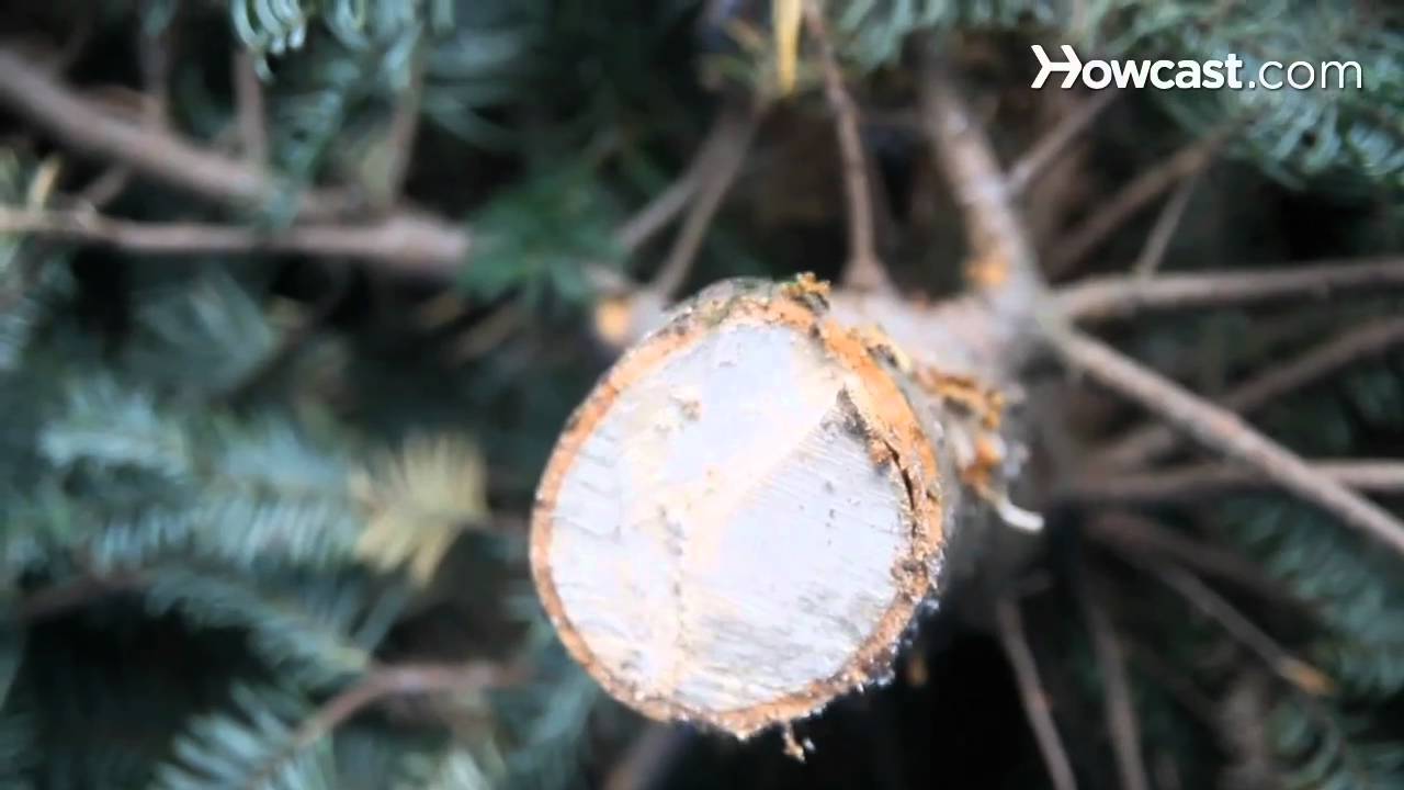 How to Keep a Christmas Tree from Drying Out