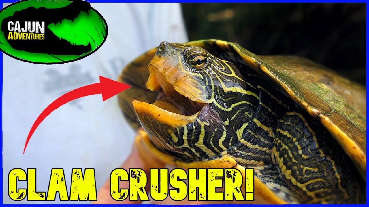 Why These Turtles Have the STRONGEST Jaws! - The Northern Map Turtle!