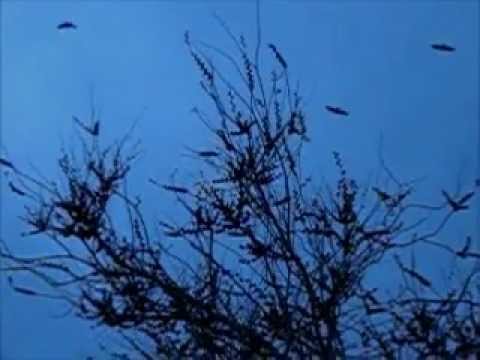 "Mist in the Trees"- by Michael Tait Tafoya