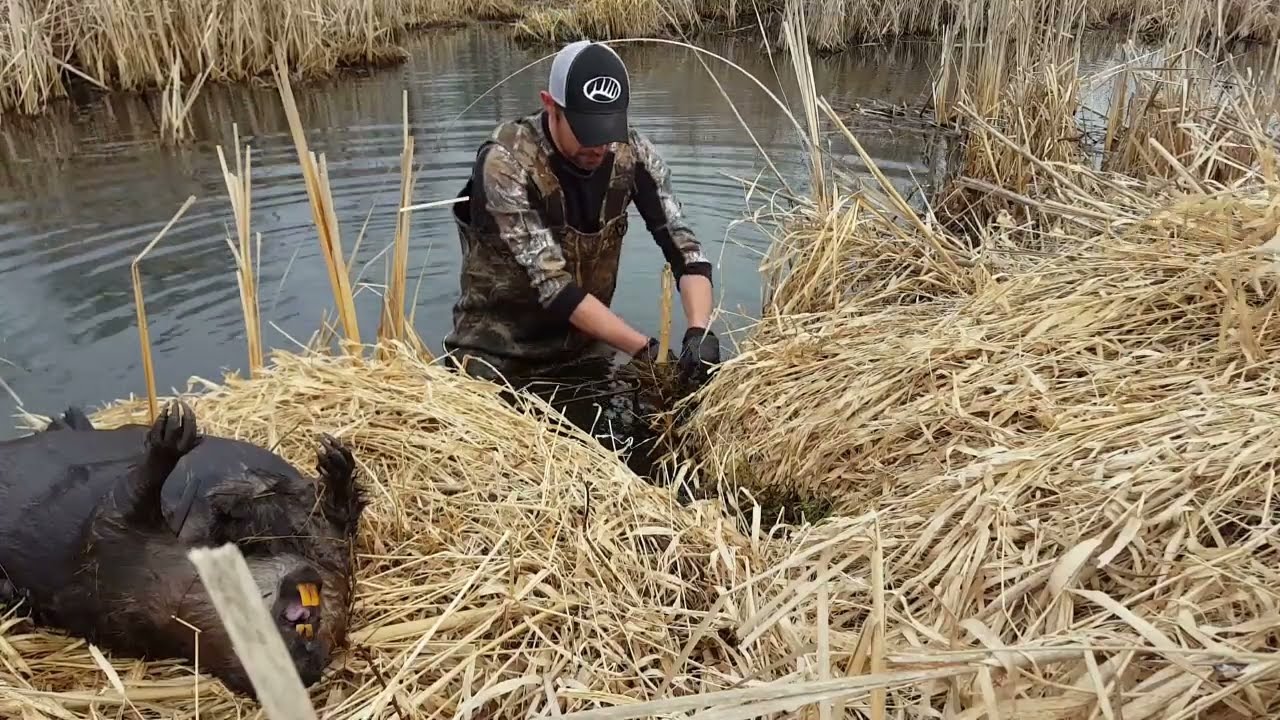 Basic Beaver Trapping 