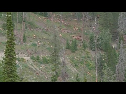 US Forest Service and Sun Valley environmentalists fight to save Bald Mountain's trees