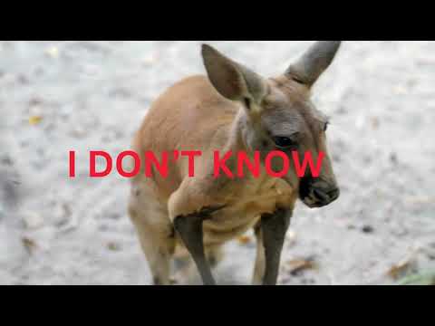 Where Does the Word “Kangaroo” Come From?