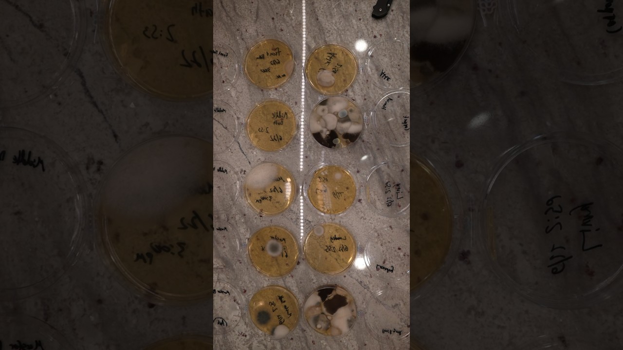 Do You Have a MOLD Problem? Testing Amazon Mold Kits