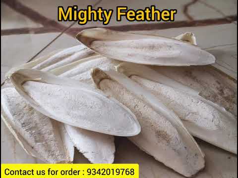 Cuttlefish Bone Manufacturers in India