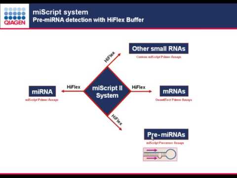 Meeting the challenges of miRNA research — an introduction to miRNA biology, function, and analysis