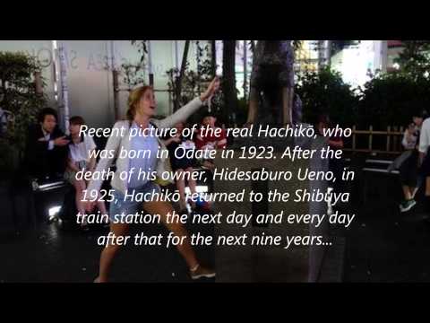 秋田犬 Japanese "Hachi" & "Hachiko" pronounced by Akita Uni 'Sita'