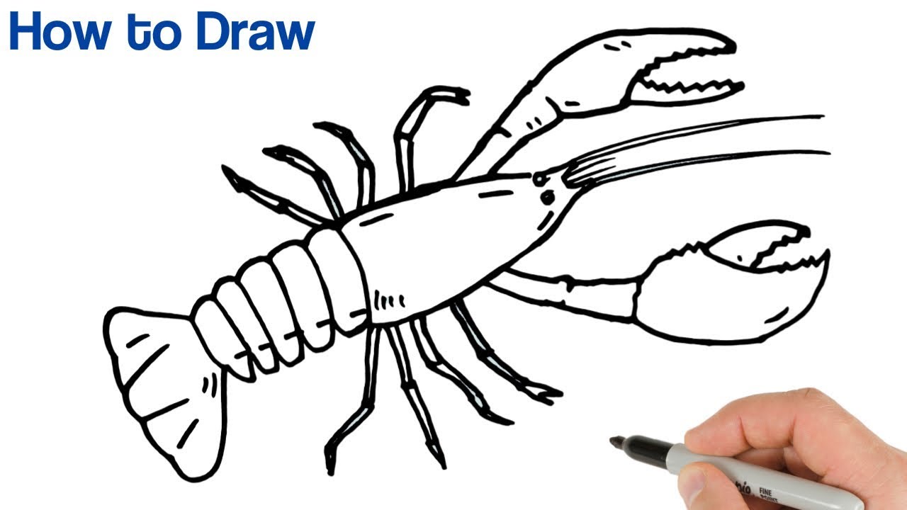 How to Draw a Crayfish Easy | Animals Drawings for beginners