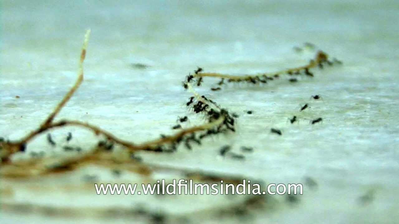 Hard working tiny insects - Ants