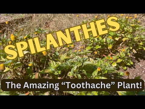 Spilanthes - the "Toothache Plant" tincture