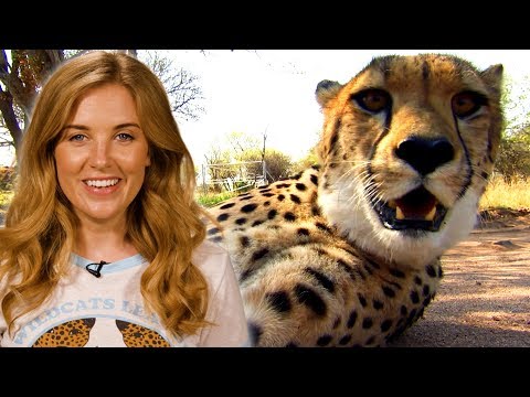Why are Cheetahs the Fastest Animal on Land? | Earth Unplugged