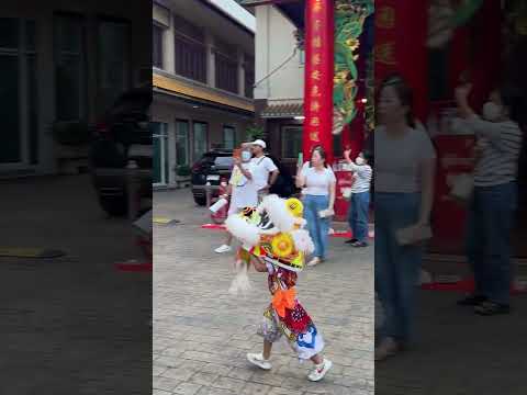 🥰🥰 Small Lion Dance Performer