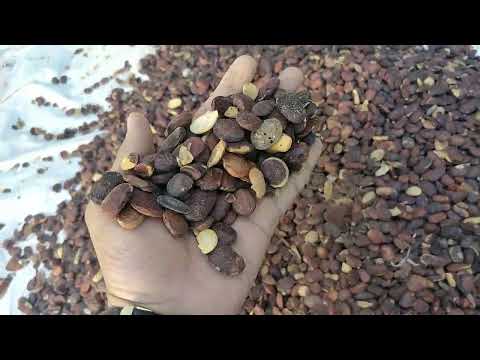 Pongamia Seed - Wholesale Price & Mandi Rate for Karanja Seeds