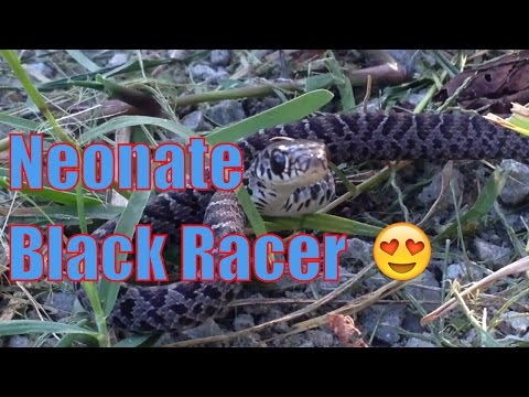 A Beautiful Neonate Black Racer from Coastal North Carolina