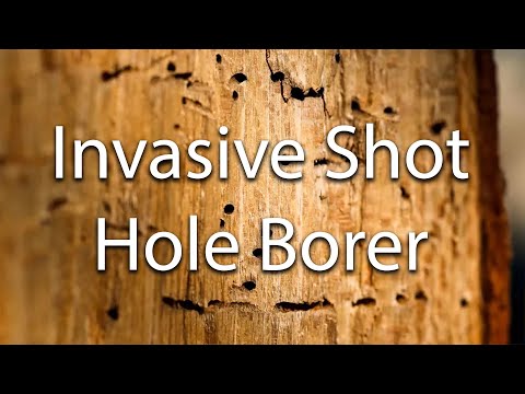Training Video - Invasive Shot Hole Borer