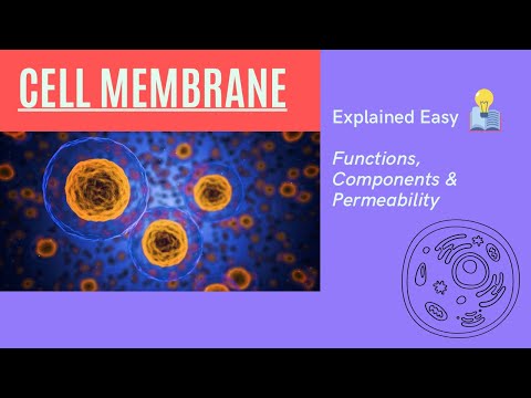 Cell Membrane Anatomy, Components, and Membrane Permeability #cellmembrane #cells