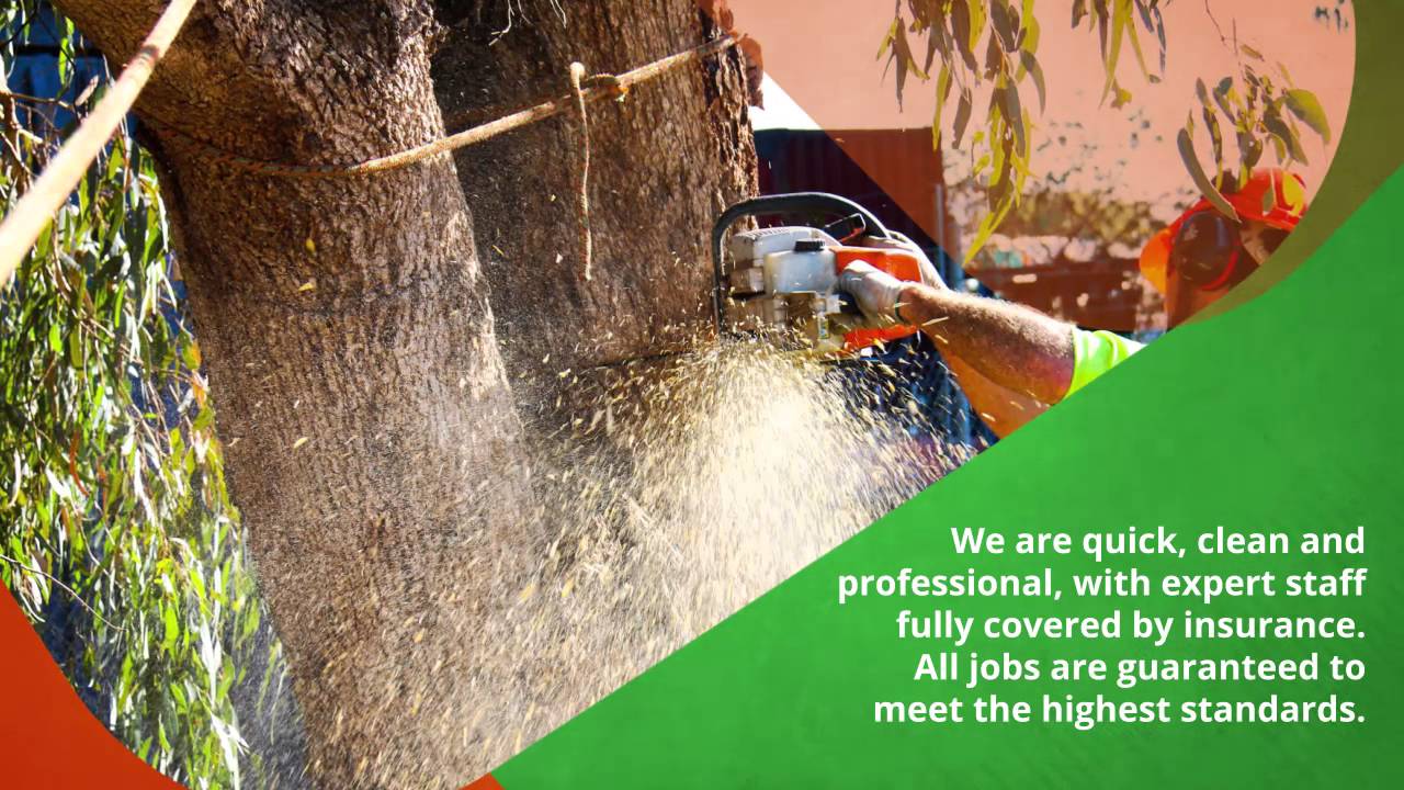 Beaver Tree Services Meets the Highest Standards