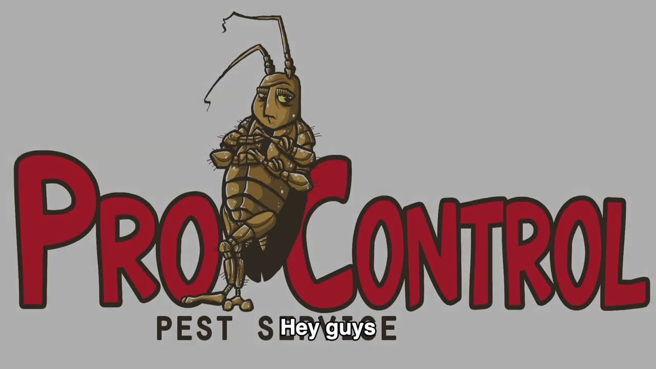 The American Cockroach - Biology, Identification, and Control