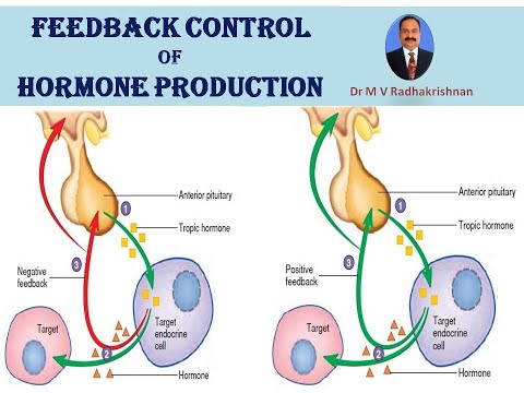 FEEDBACK MECHANISM OF HORMONES