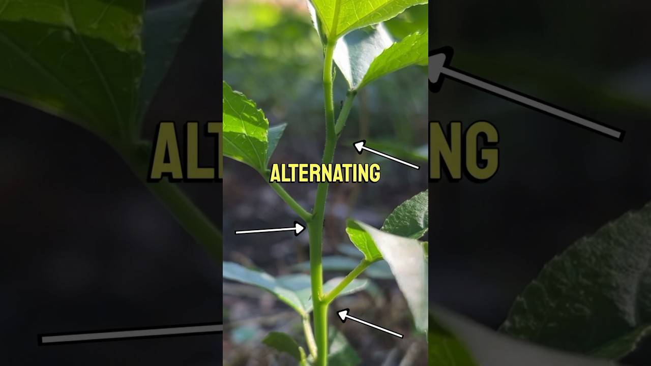 This is so important to know #botany #nature #plants