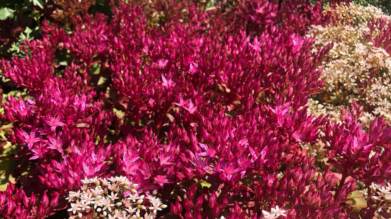 Sedum: Dragon‘s Blood update 2