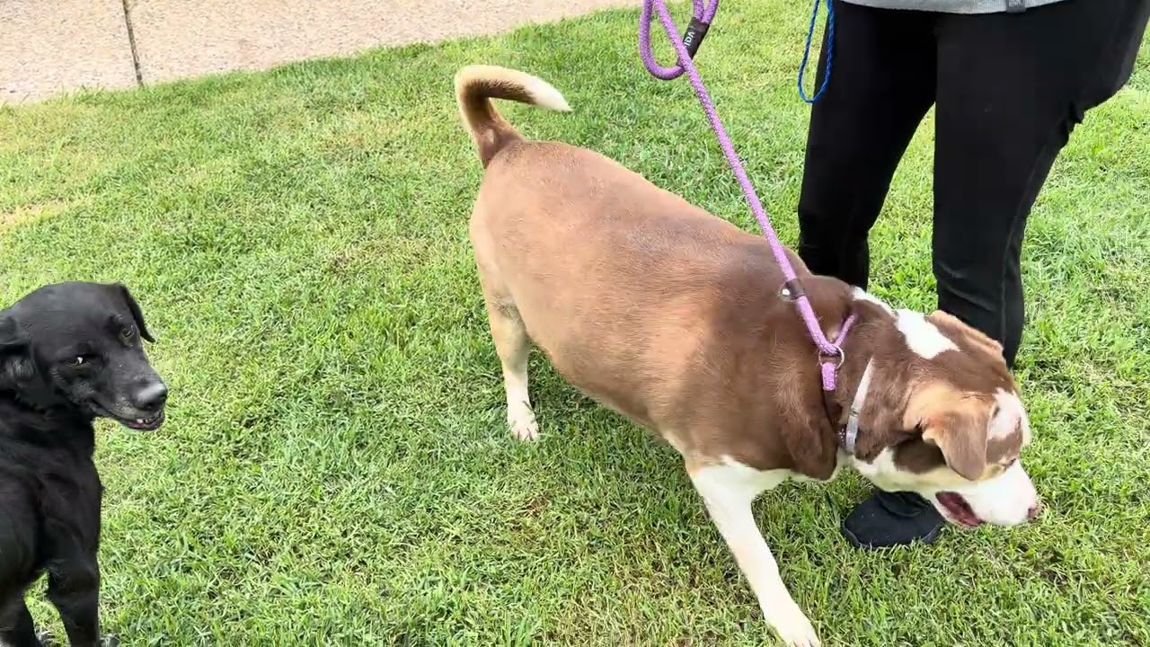 A2068802 Frannie and A2067593 Bailey temp test