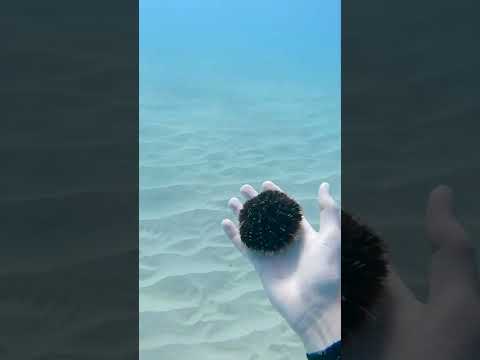 Sea urchin gave me hugs #shorts
