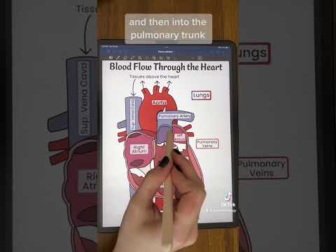 Basic Blood Flow Through the Heart | TEAS and MCAT Review #shorts #anatomy