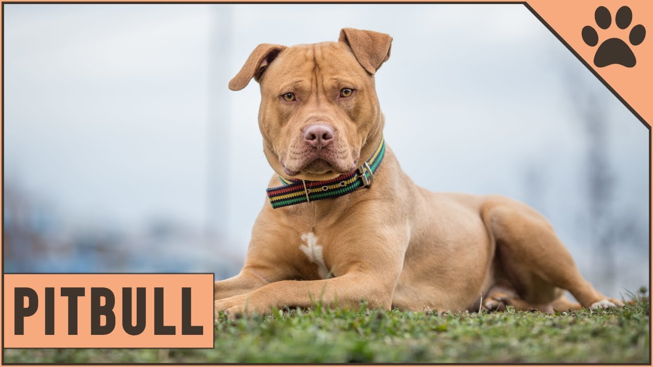 Pitbull - Dog Breed Information