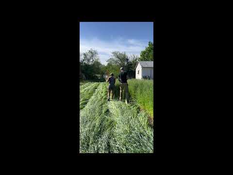 Crimping Rye at Finley Farms, Ozark MO