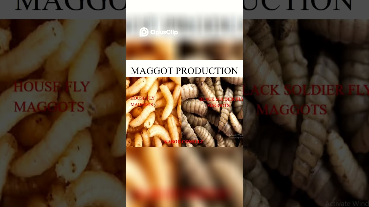 Black soldier fly maggot Vs Housefly maggot #catfishfarming