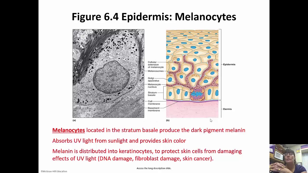 Integumentary System Chapter 6
