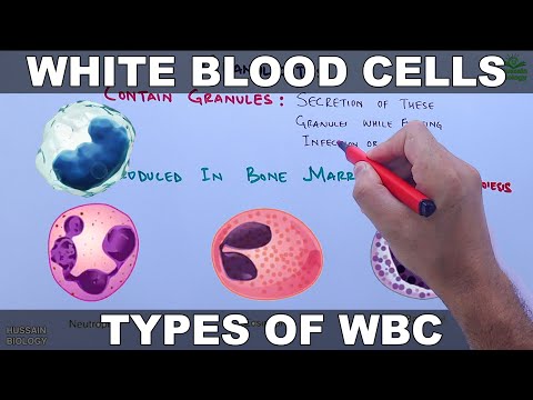 White Blood Cells | Leucocytes