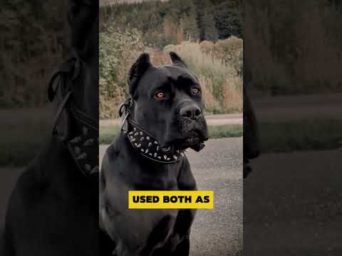 Wolf vs Cane Corso Fight