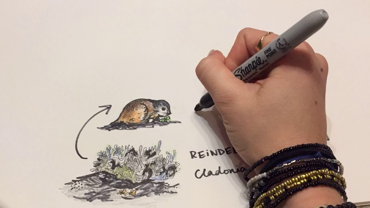 Arctic Tundra Food Chain 2