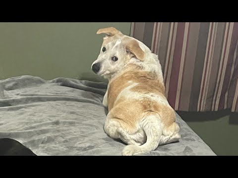 The story of Baxter-rescued by macsmission.org