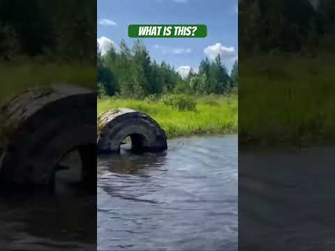 Can anyone tell me what this is? We found it on the edge of a remote pond in the North Maine Woods.