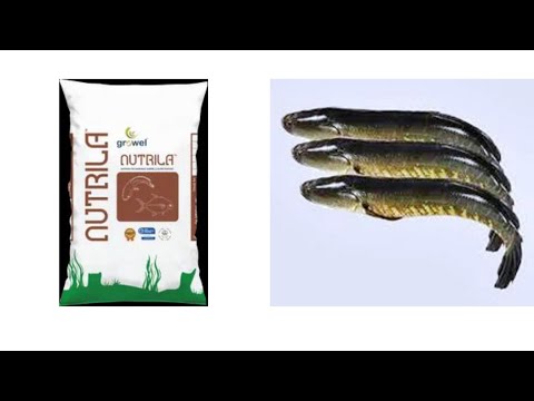 Murrel Fish Seed - Wholesale Price & Mandi Rate for Mudfish seed